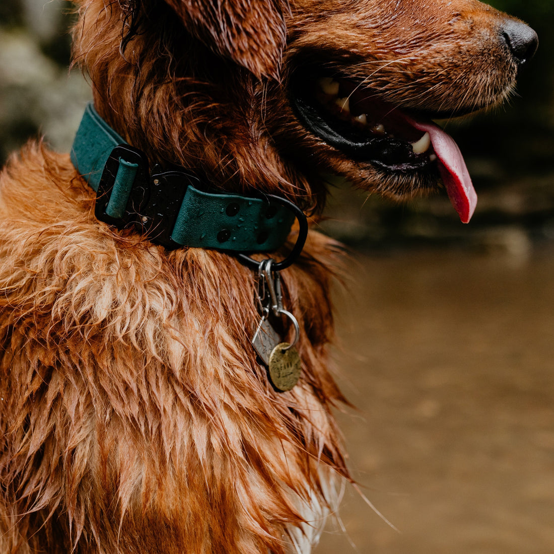 Quick Release Collars – Hoot & Co